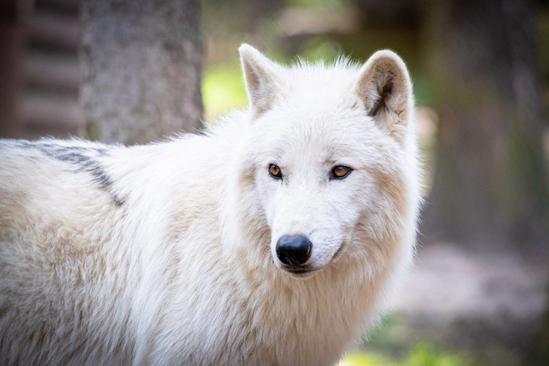 Polarwolf - Wildpark Lüneburger Heide
